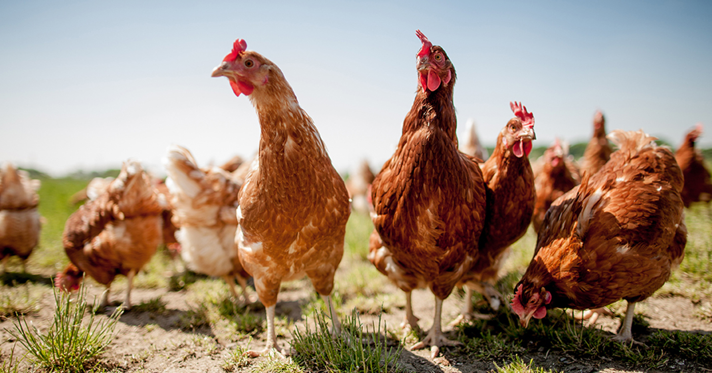 Volaille: en GMS, le marché s’envole - Points de Vente